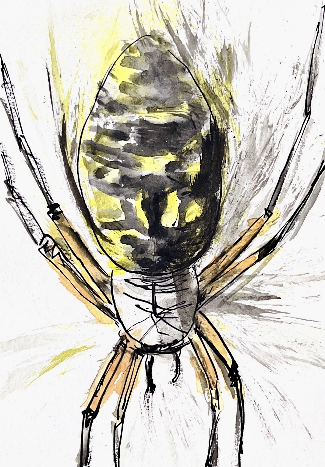 September Spider – Nature's Reverie