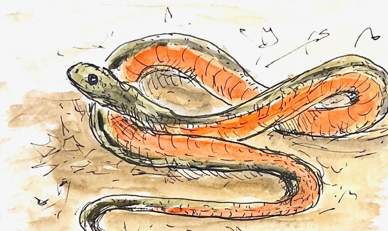 In the leaf litter – Nature's Reverie