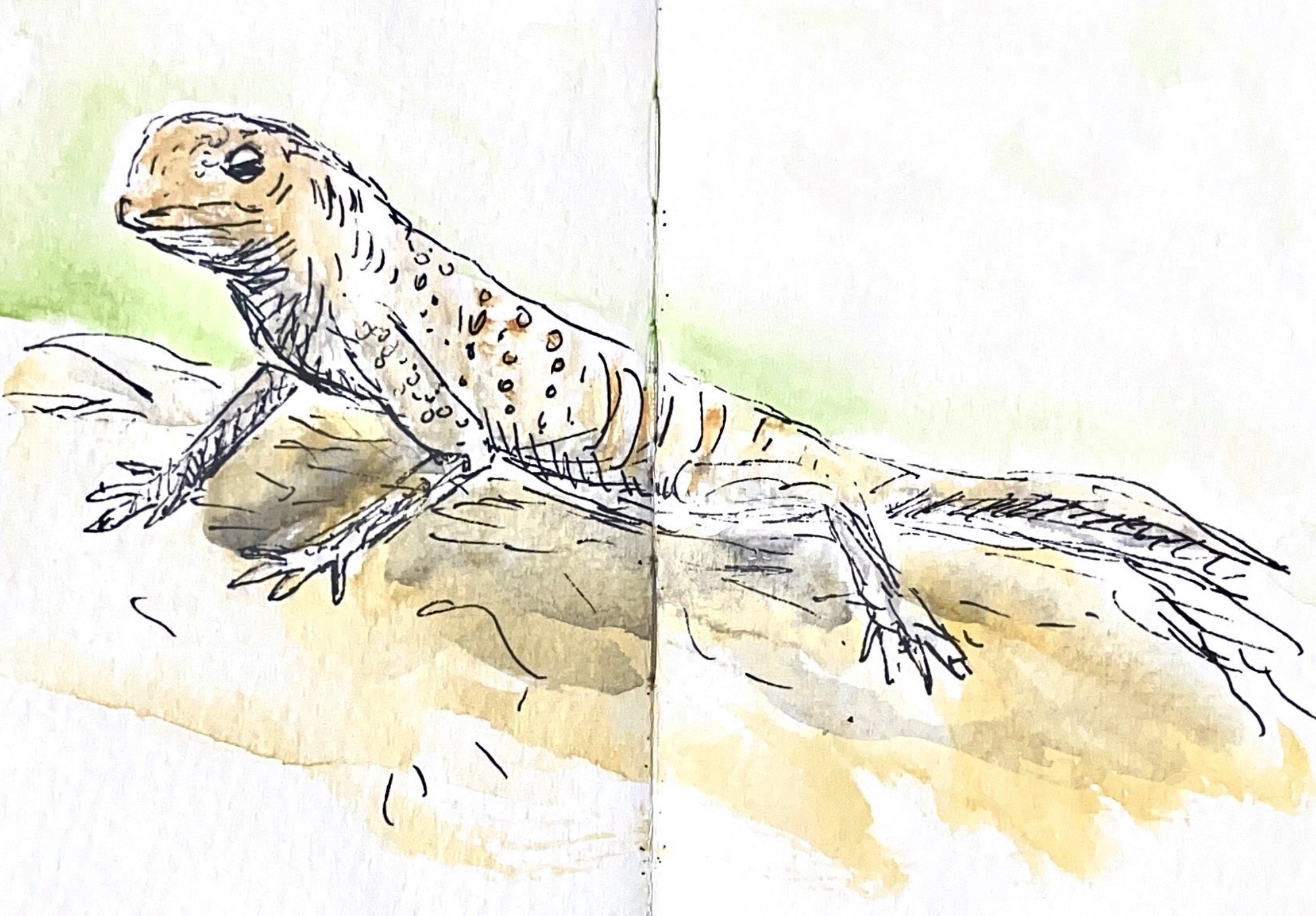 Dancing Lizards – Nature's Reverie