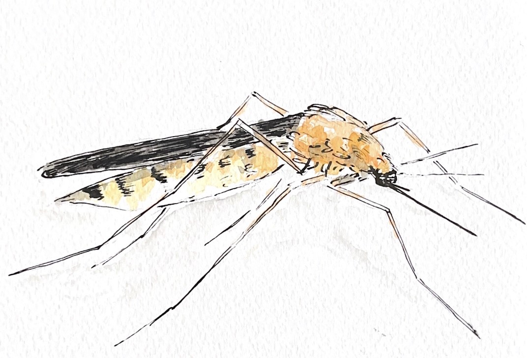 Bzzzz Bzzzz – Nature's Reverie