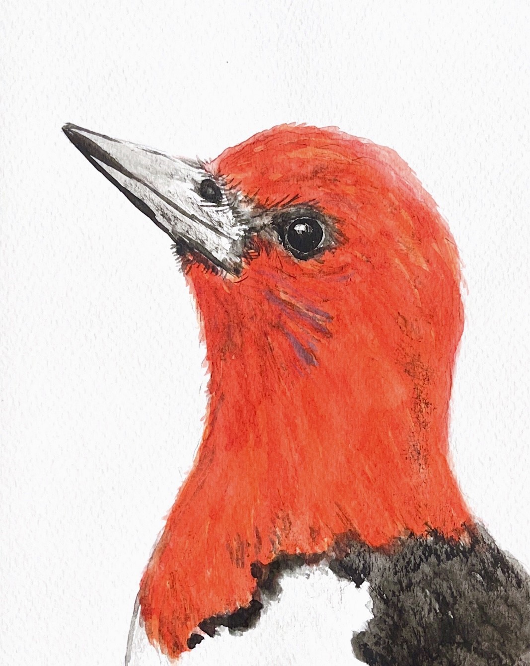 Snag-dweller – Nature's Reverie