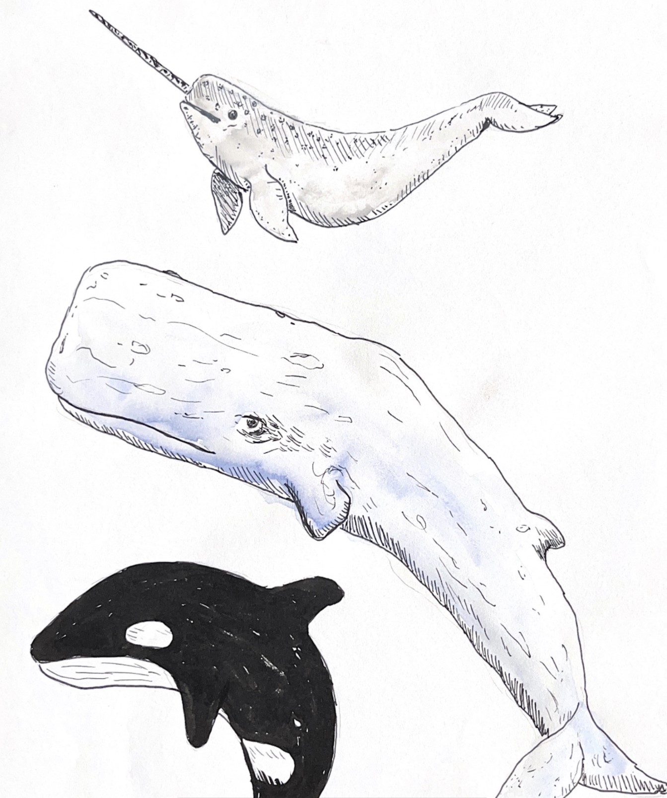 Whales – Nature's Reverie