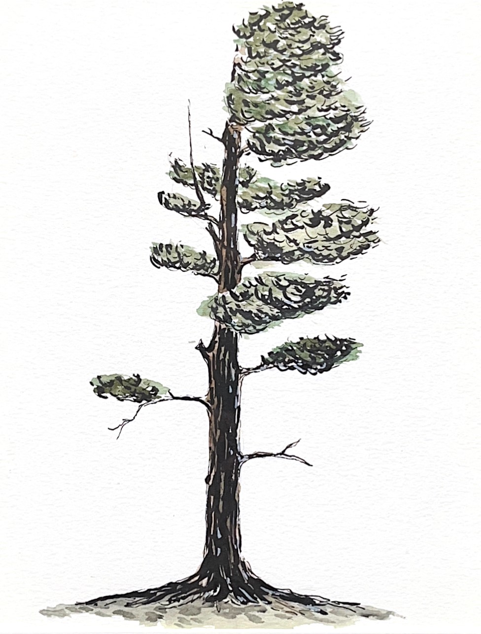 Pinus strobus – Nature's Reverie