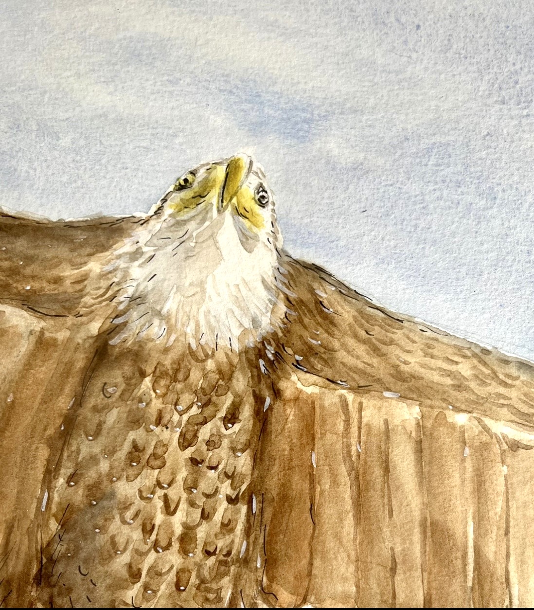 the eagle flies – Nature's Reverie