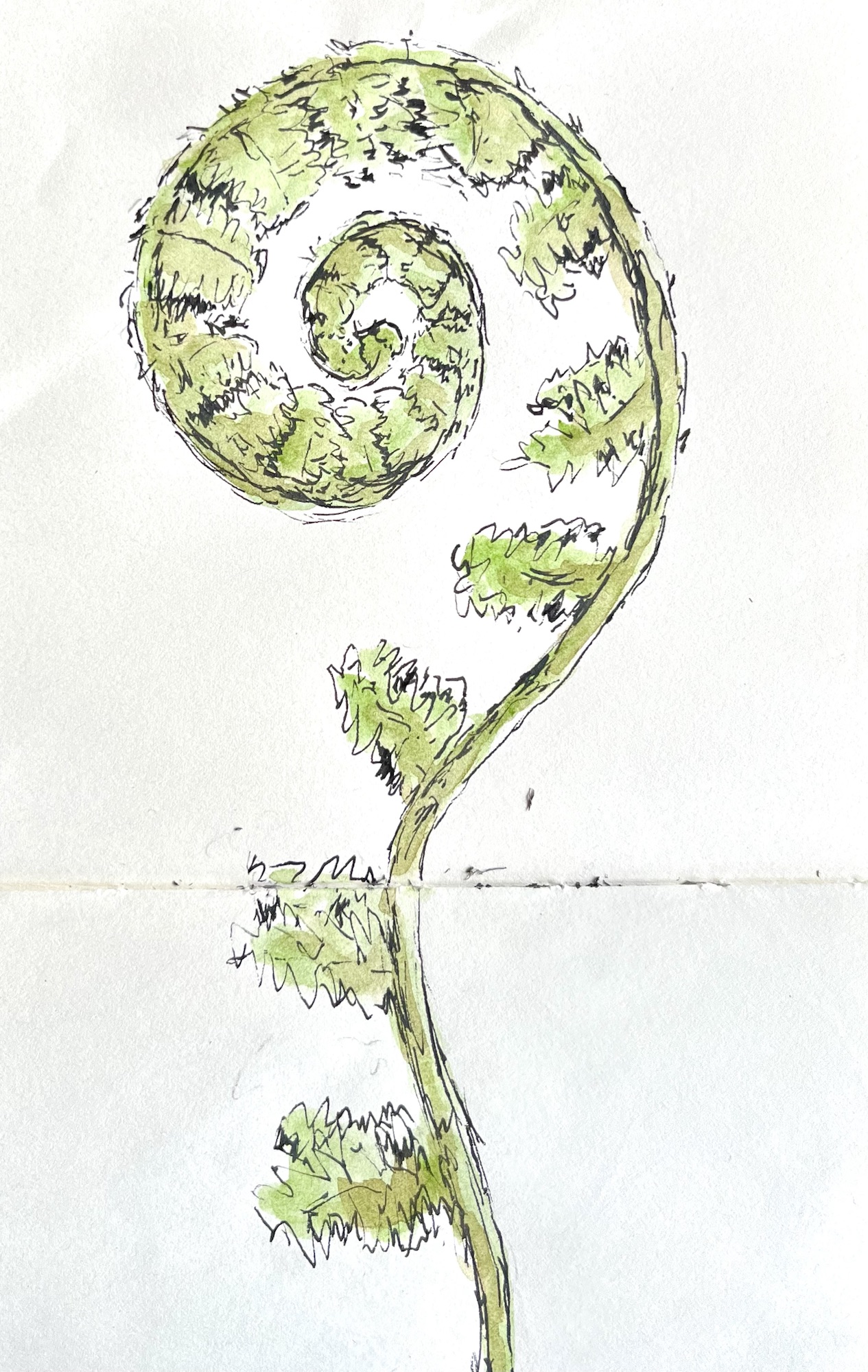 Unfurling – Nature's Reverie