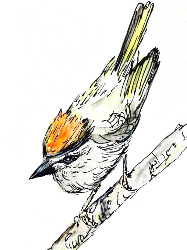 Spring migrants – Nature's Reverie