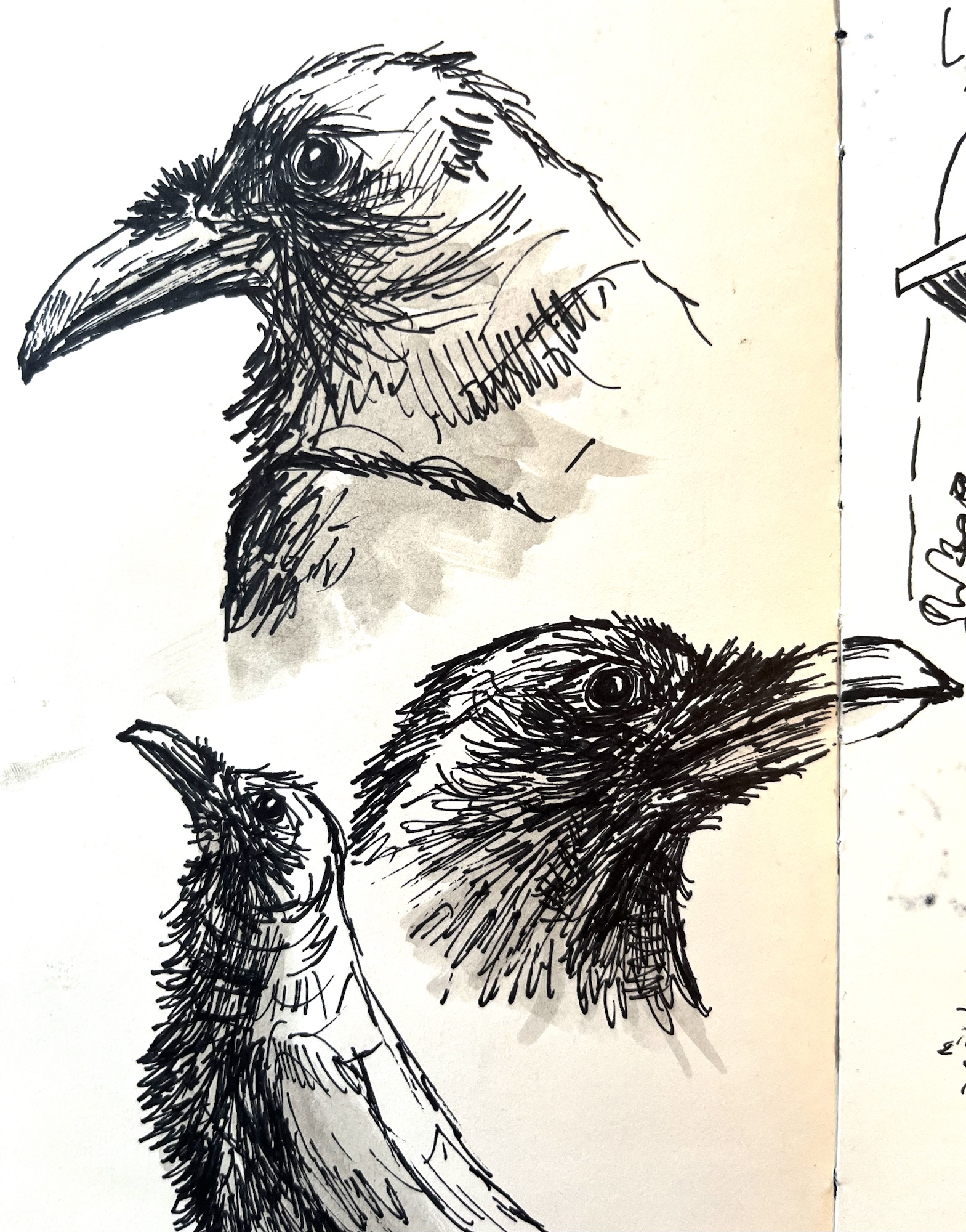 Crow friends – Nature's Reverie