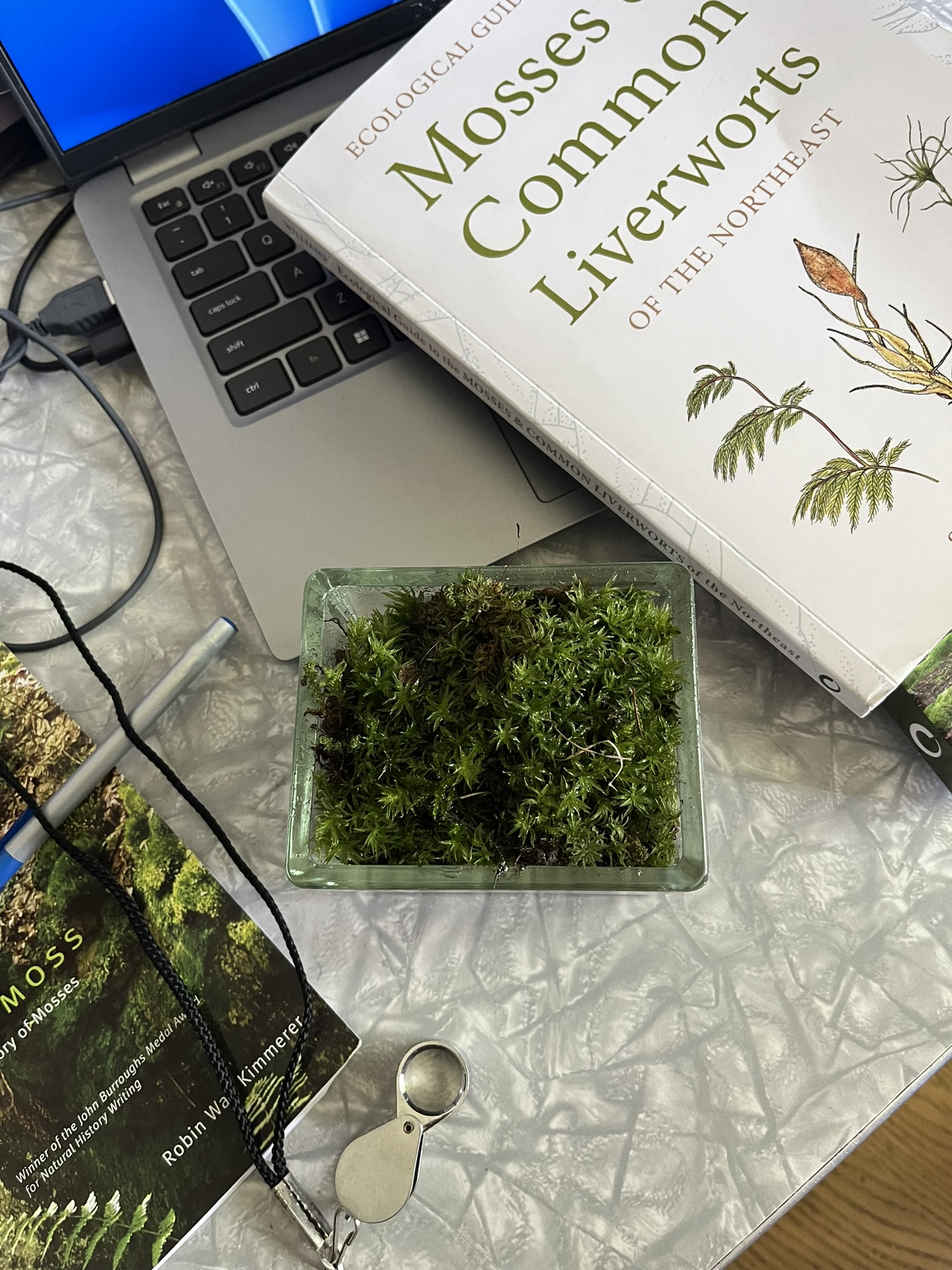 mossing about – Nature's Reverie