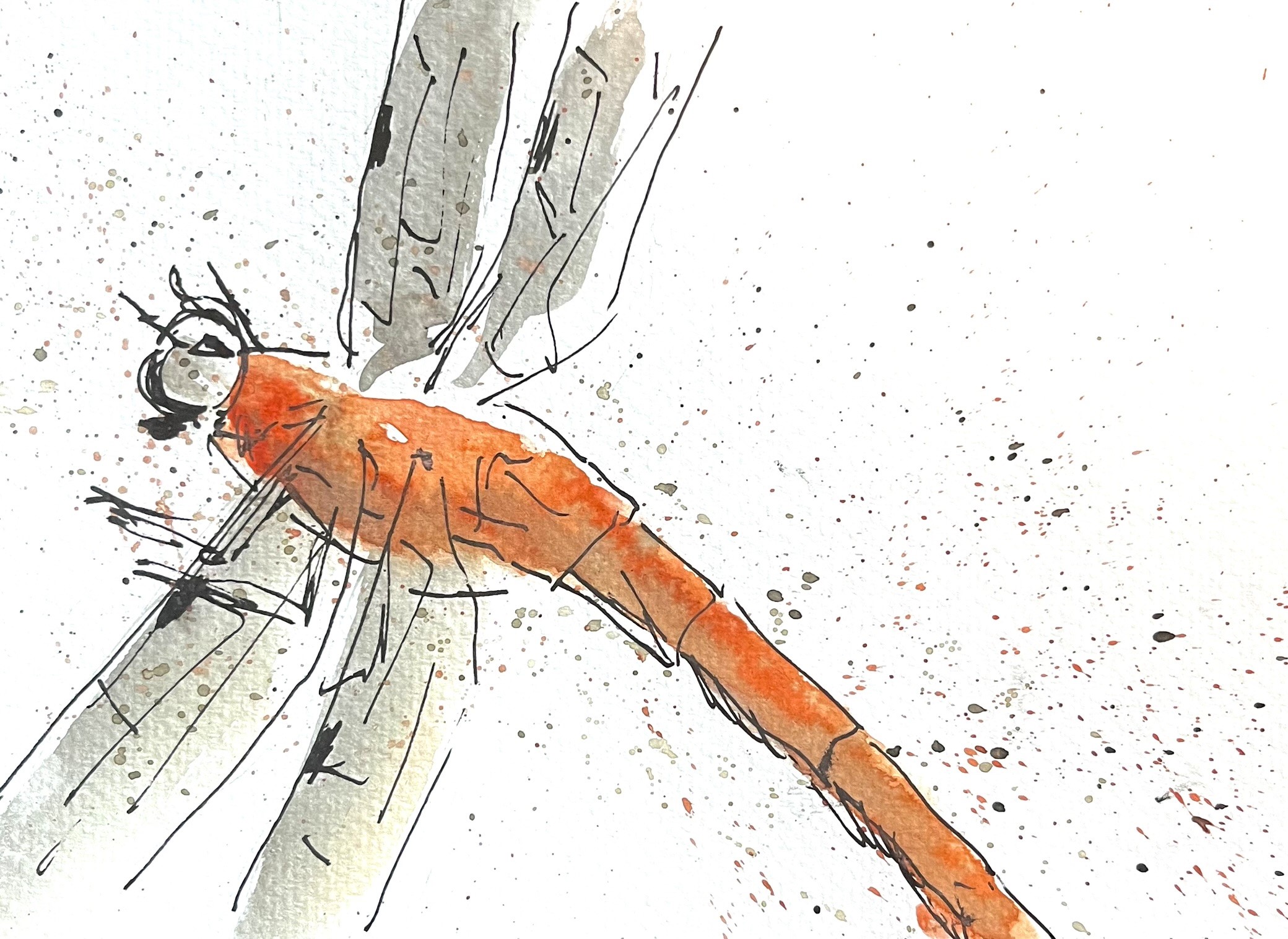 Dragons in the sky – Nature's Reverie