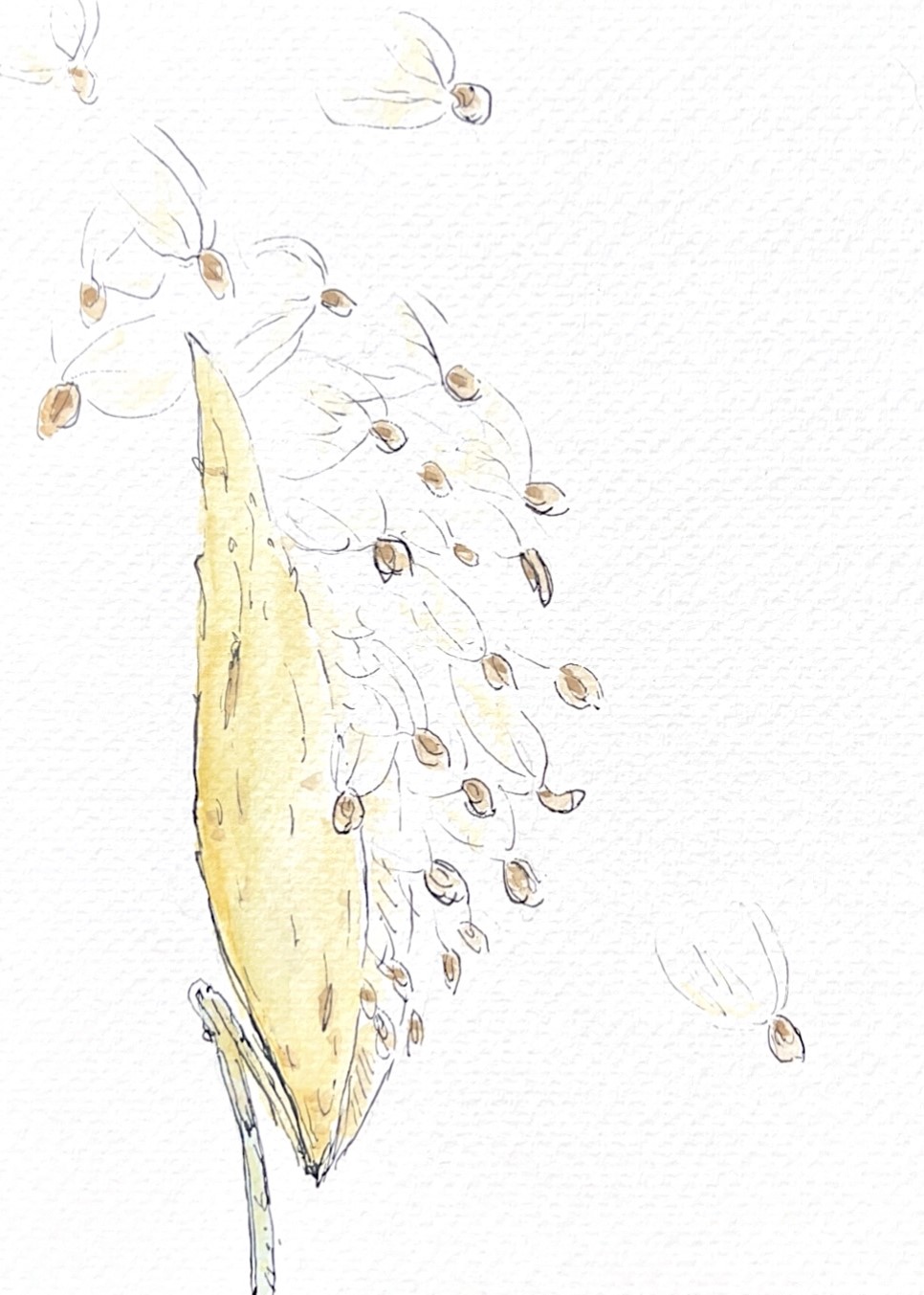 adrift – Nature's Reverie