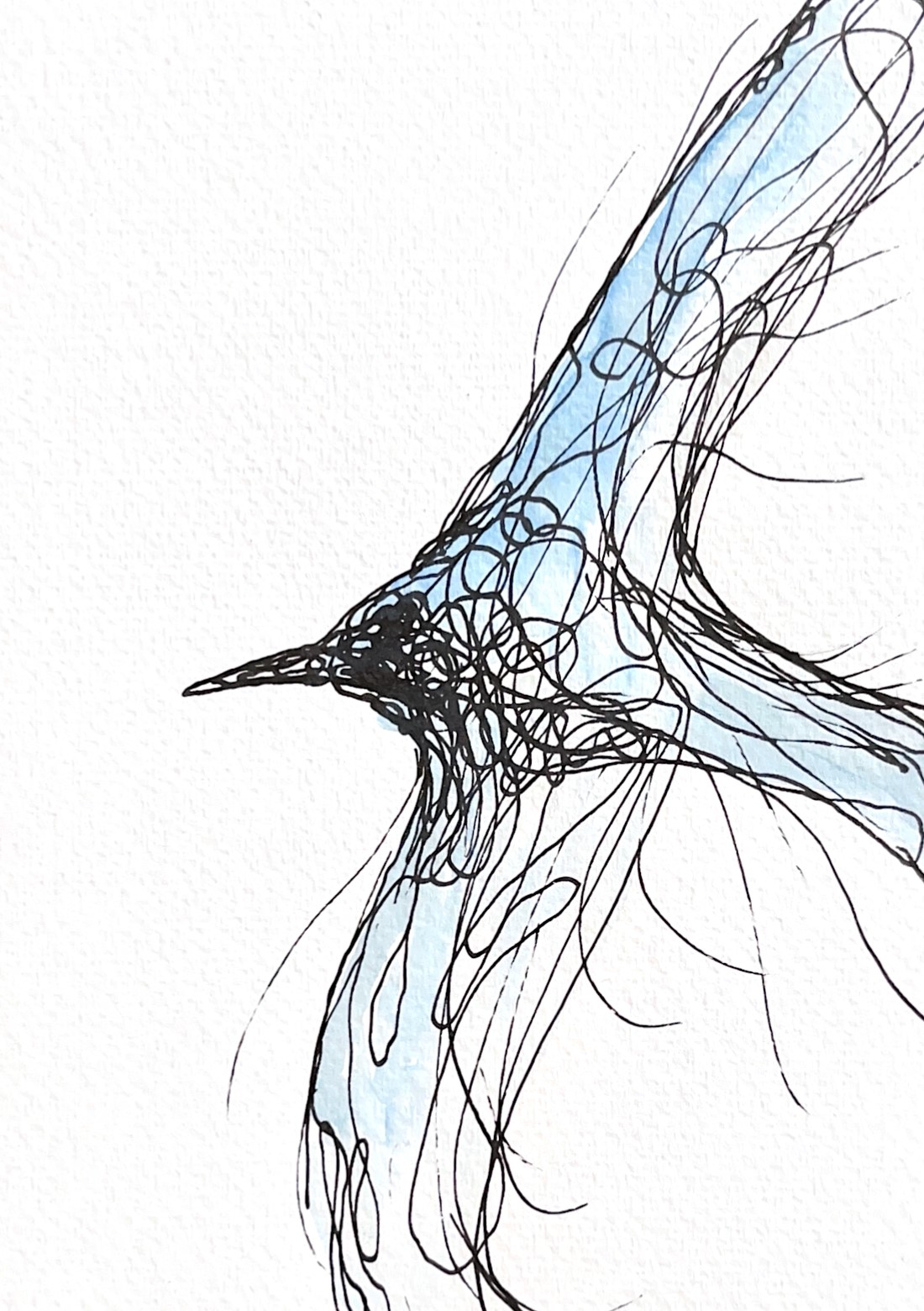 soaring – Nature's Reverie