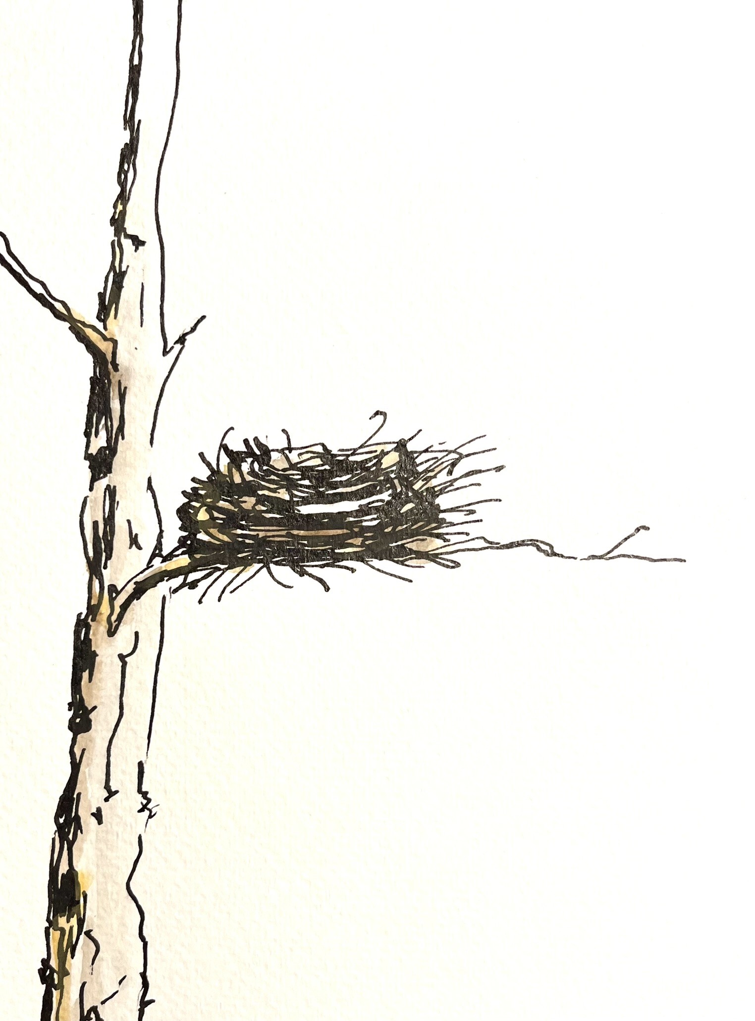 nesting – Nature's Reverie