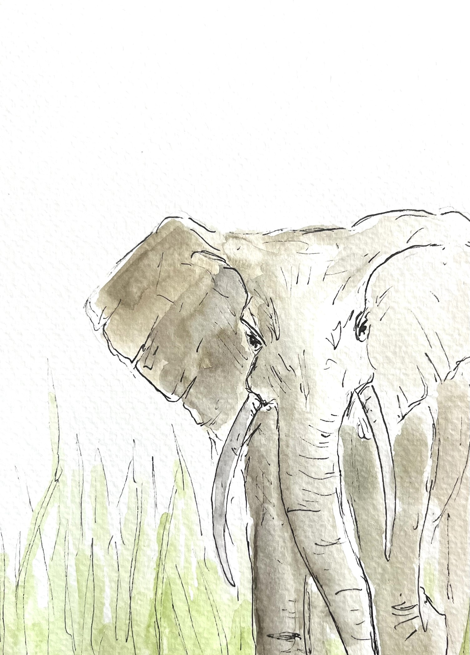 the elephant – Nature's Reverie