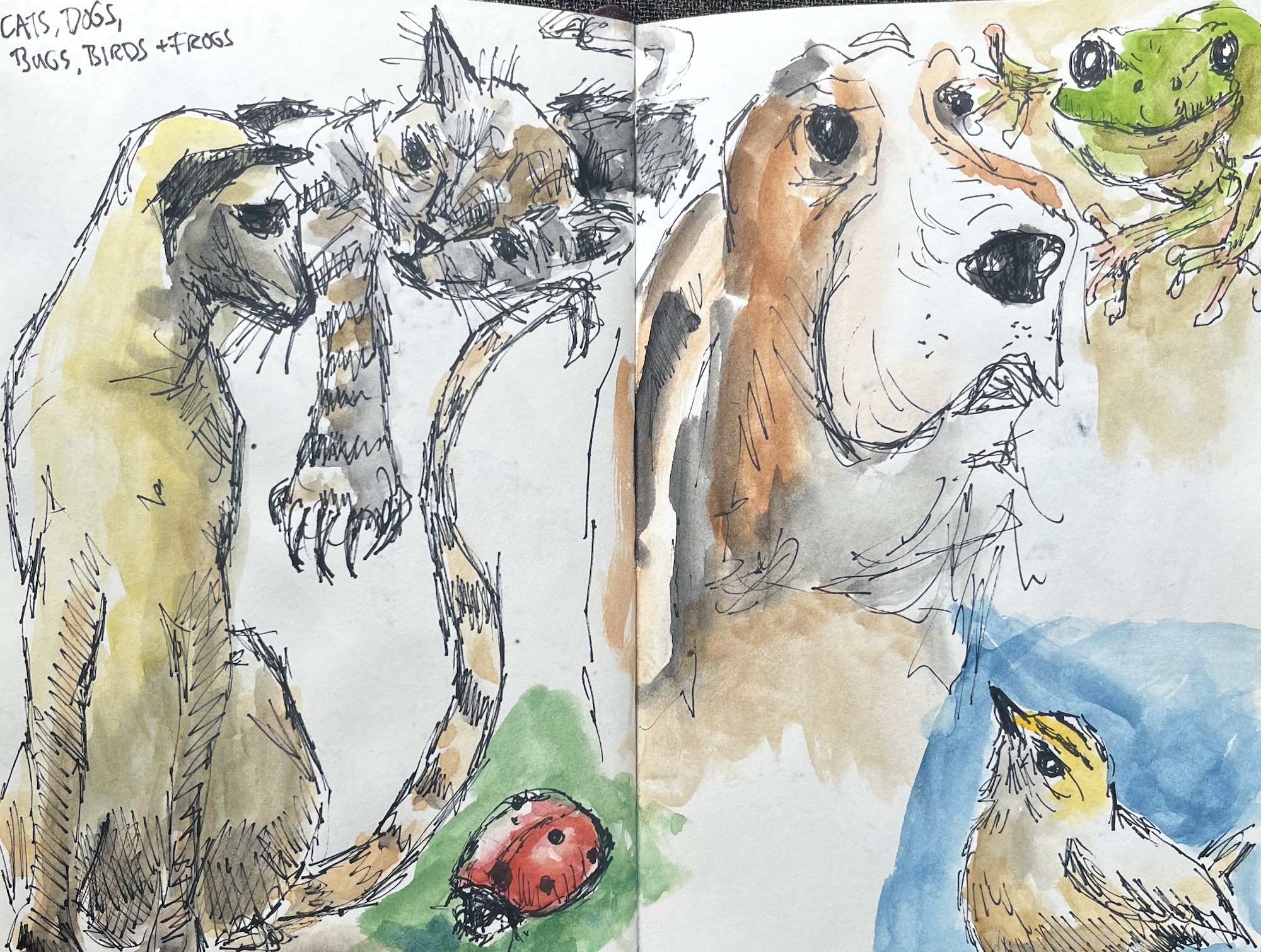 Cats, dogs, bugs, birds, and frogs – Nature's Reverie