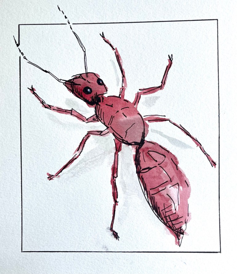 Ant season – Nature's Reverie